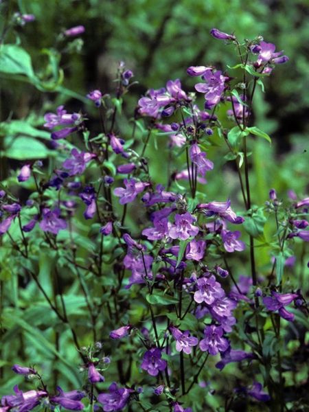 Brazos Penstemon -Penstemon tenuis