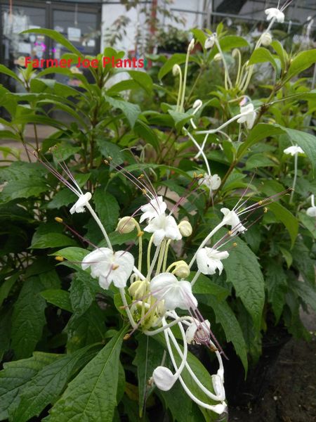 CLERODENDRUM - MUSICAL NOTE - 1 LIVE PLANT - 4" POT