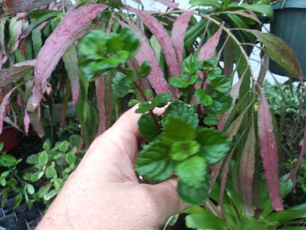 LW - Plectranthus Swedish Ivy Trailing purple 3" pots
