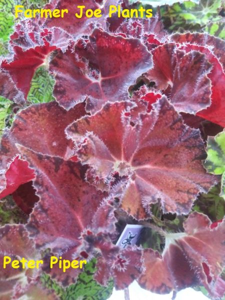 BEGONIA - PETER PIPER - 1 LIVE PLANT - 4" POT