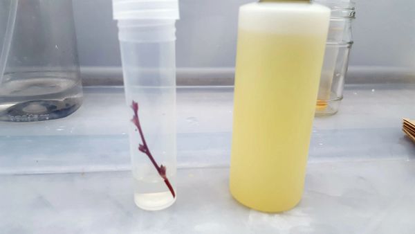 Prepared Rooting Media -1000 ml Liquid