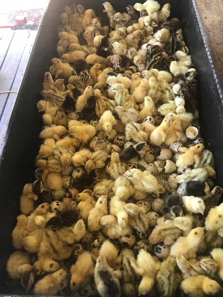 Quail Hatching Eggs - Gopher Ridge Quail and Game Bird Farm