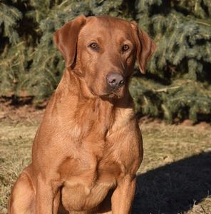 High Caliber Labradors - Pointing Lab Puppies, Black Yellow Chocolate ...