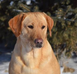 High Caliber Labradors - Pointing Lab Puppies, Black Yellow Chocolate ...
