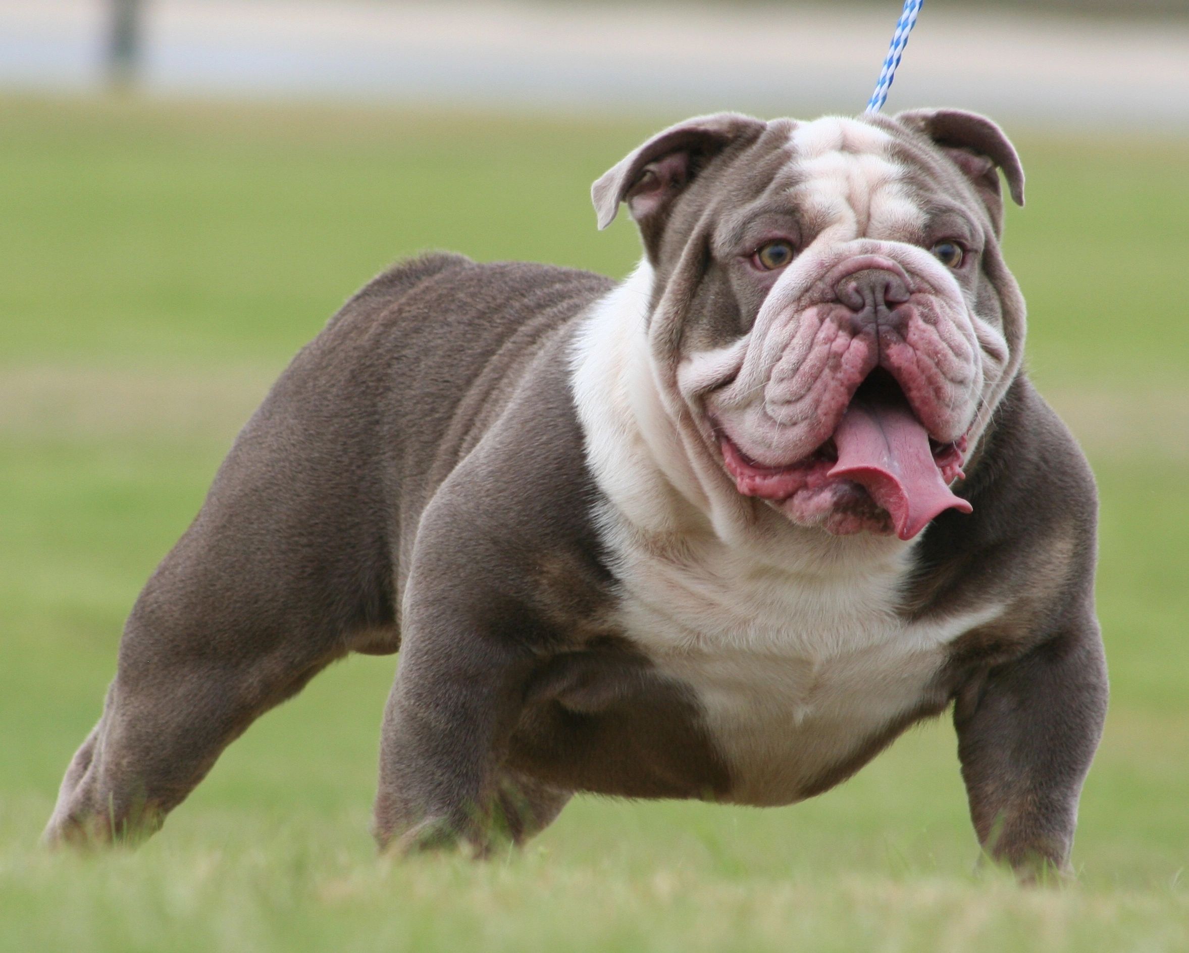 What Is A Blue English Bulldog