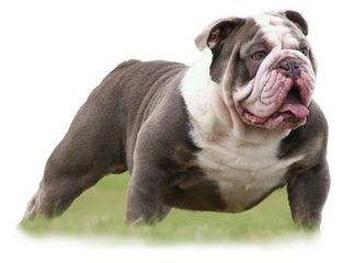 Rare Color Chart | Rare Bulldogs | Masters of Color