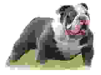 Rare Color Chart | Rare Bulldogs | Masters of Color