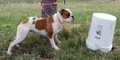 Miniature Boxer Colors! | Miniatureboxers.net