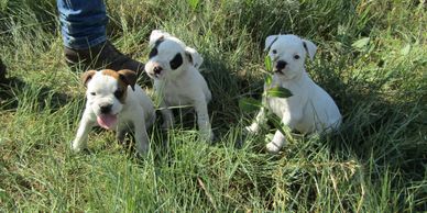 Miniature Boxer Colors! | Miniatureboxers.net