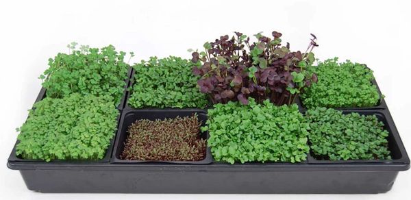 Deluxe Microgreens Kit FREE SHIPPING!