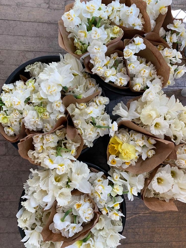 Fern Floral - Florist, Houseplants, Garden