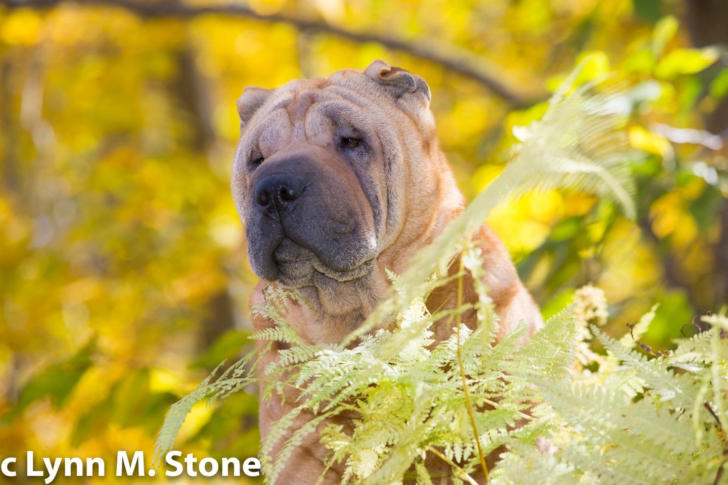 USA Sharpei - Chinese Shar-Pei Dogs, Puppies, Breeder