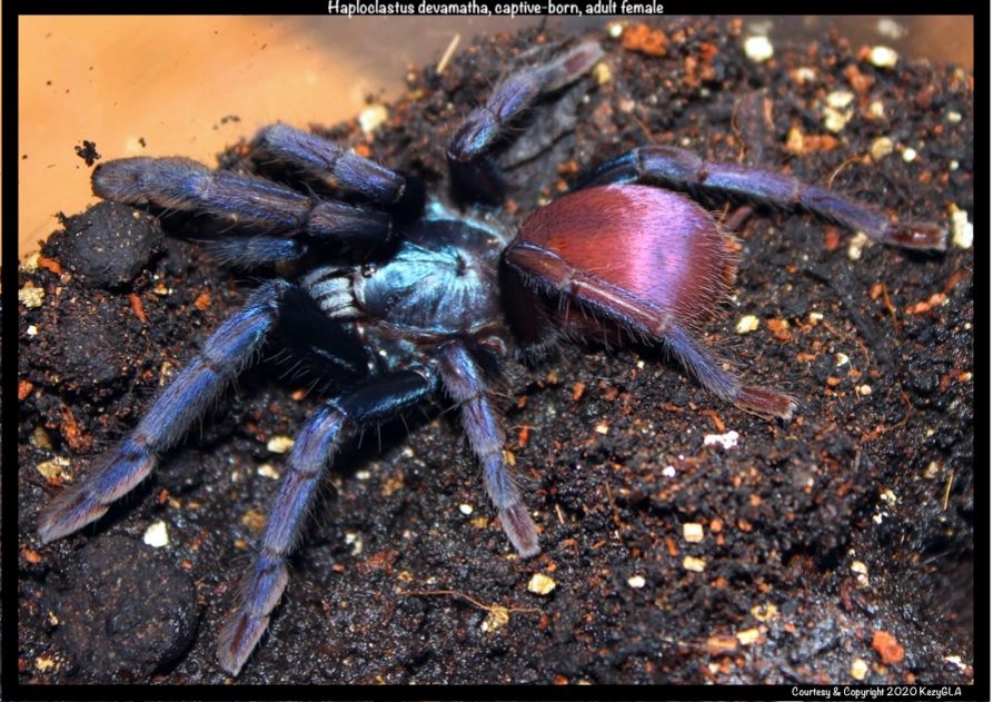 Cilantica (ex-Haploclastus) devamatha "Psychedelic Indian Rainbow Tarantula"