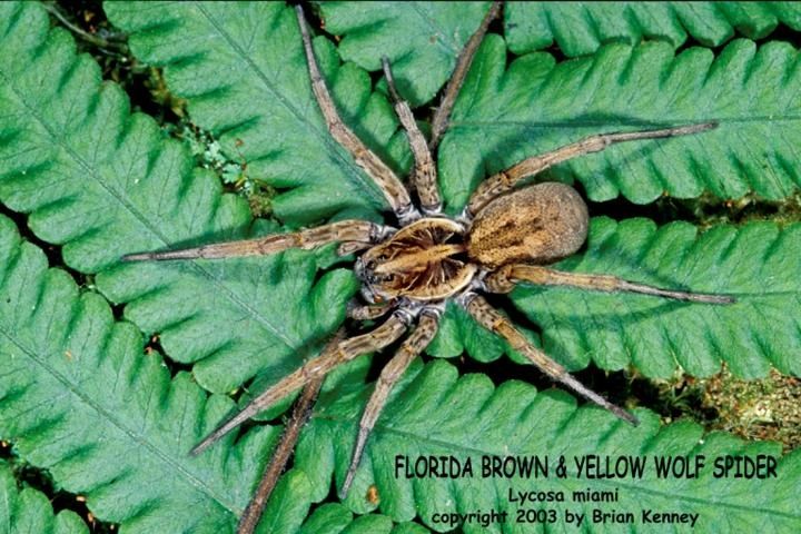 Hogna lenta "Florida Field Wolf Spider"