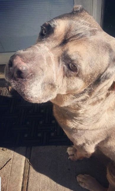 The story of a dog named Tonka