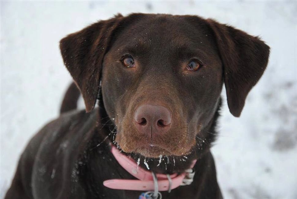 Lucky Labs - Labrador Retriever Dog Breed, Labrador Retriever | Lucky Labs