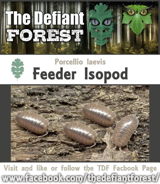 Feeder Isopods - Feeders are MIXED SPECIES of Dalmatians, Dairy Cows ...