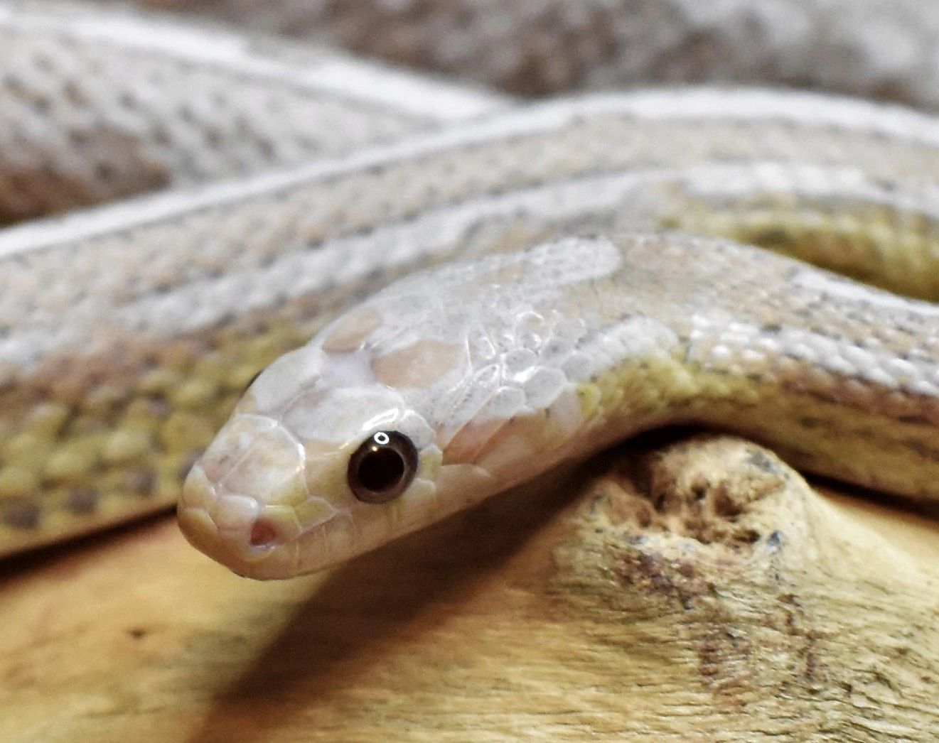 Current Snakes Gallery | SnakeCreations