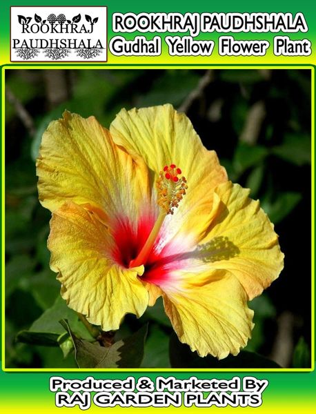 ROOKHRAJ PAUDHSHALA Gudhal Yellow Live Plant Or Hibiscus Rosa Yellow Plant