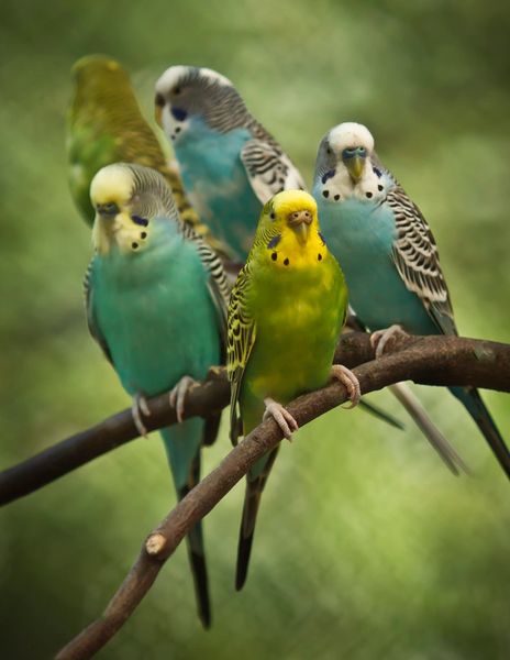 Tame parakeets pair
