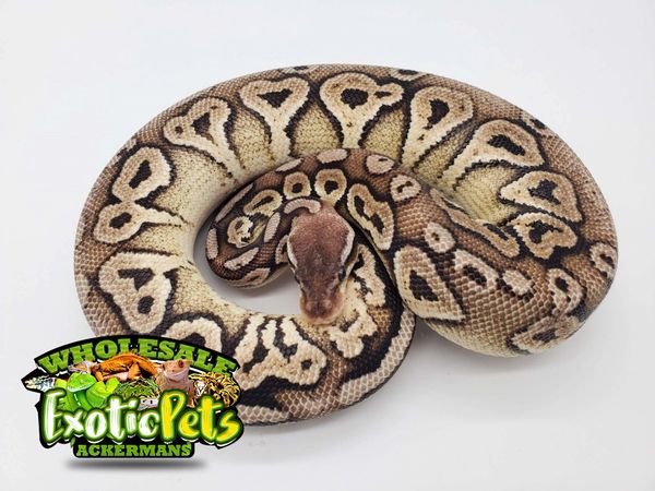 PEWTER 100% HET DESERT GHOST 444G