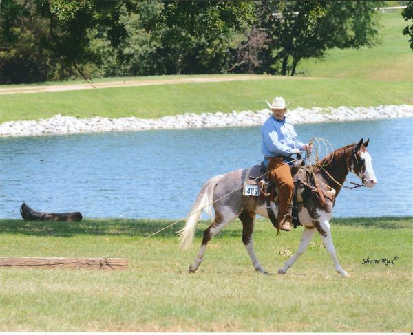 Johnson Performance Horses - Home