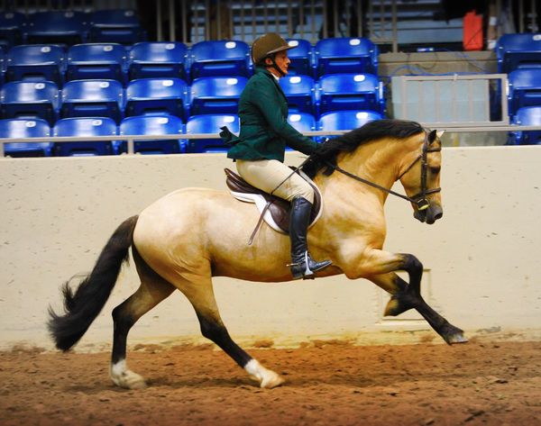 Johnson Performance Horses - Home