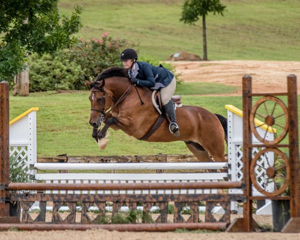 Johnson Performance Horses - Home