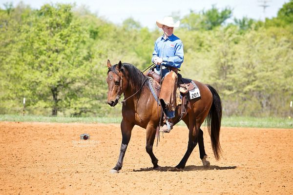 Johnson Performance Horses - Home