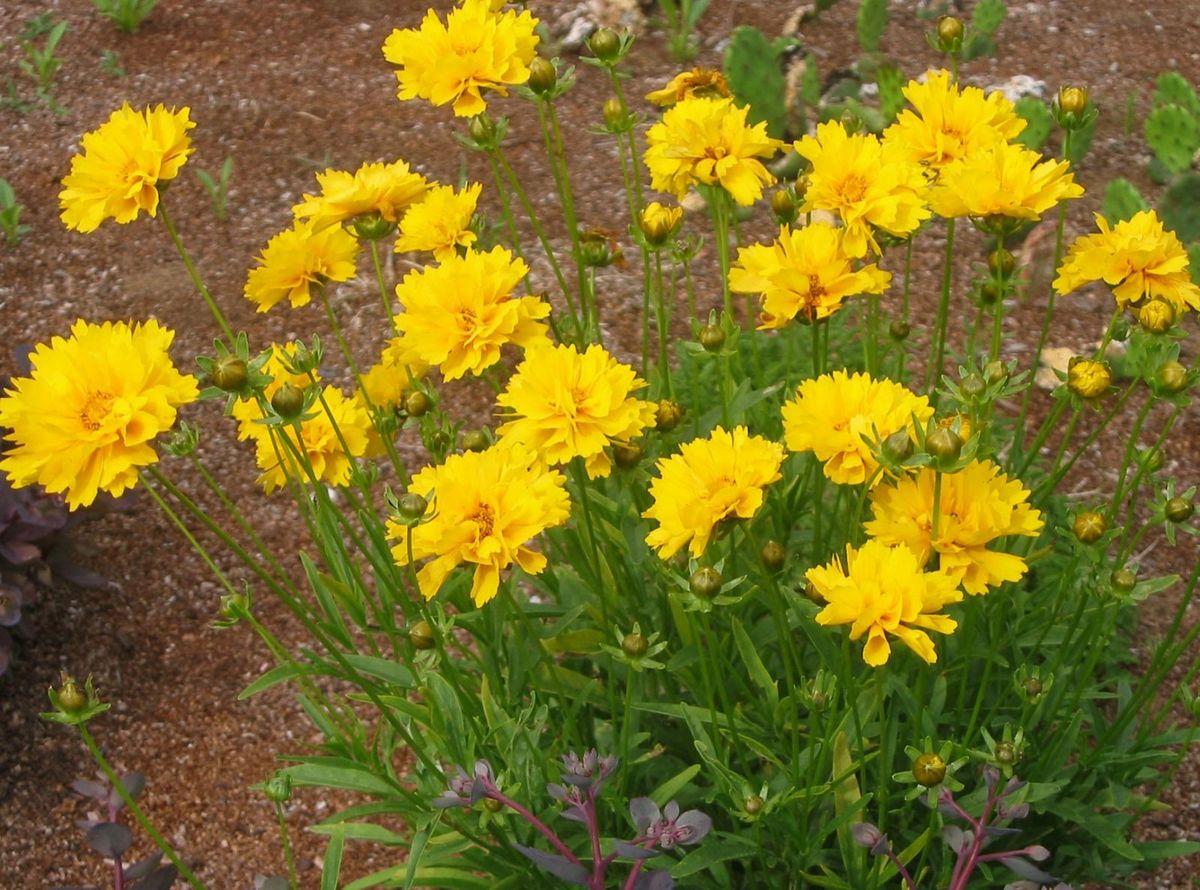 Coreopsis grandiflora 'Sunray'