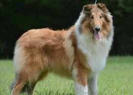 Non-Carrier Collie Puppies - Liberty Collies | Liberty Collies