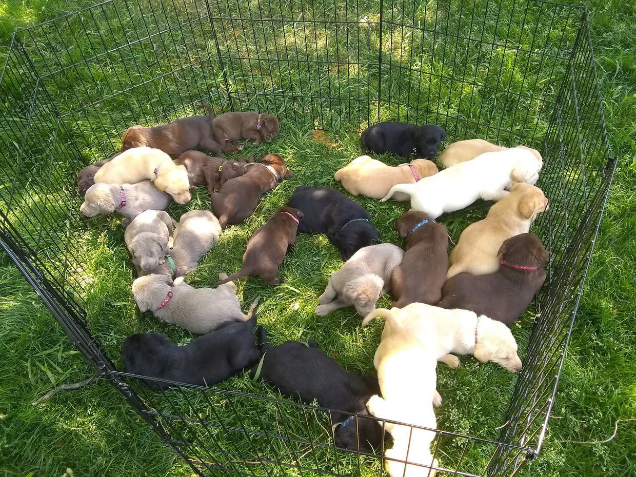 Labradors of Montana - Labrador Puppies, Silver Labs