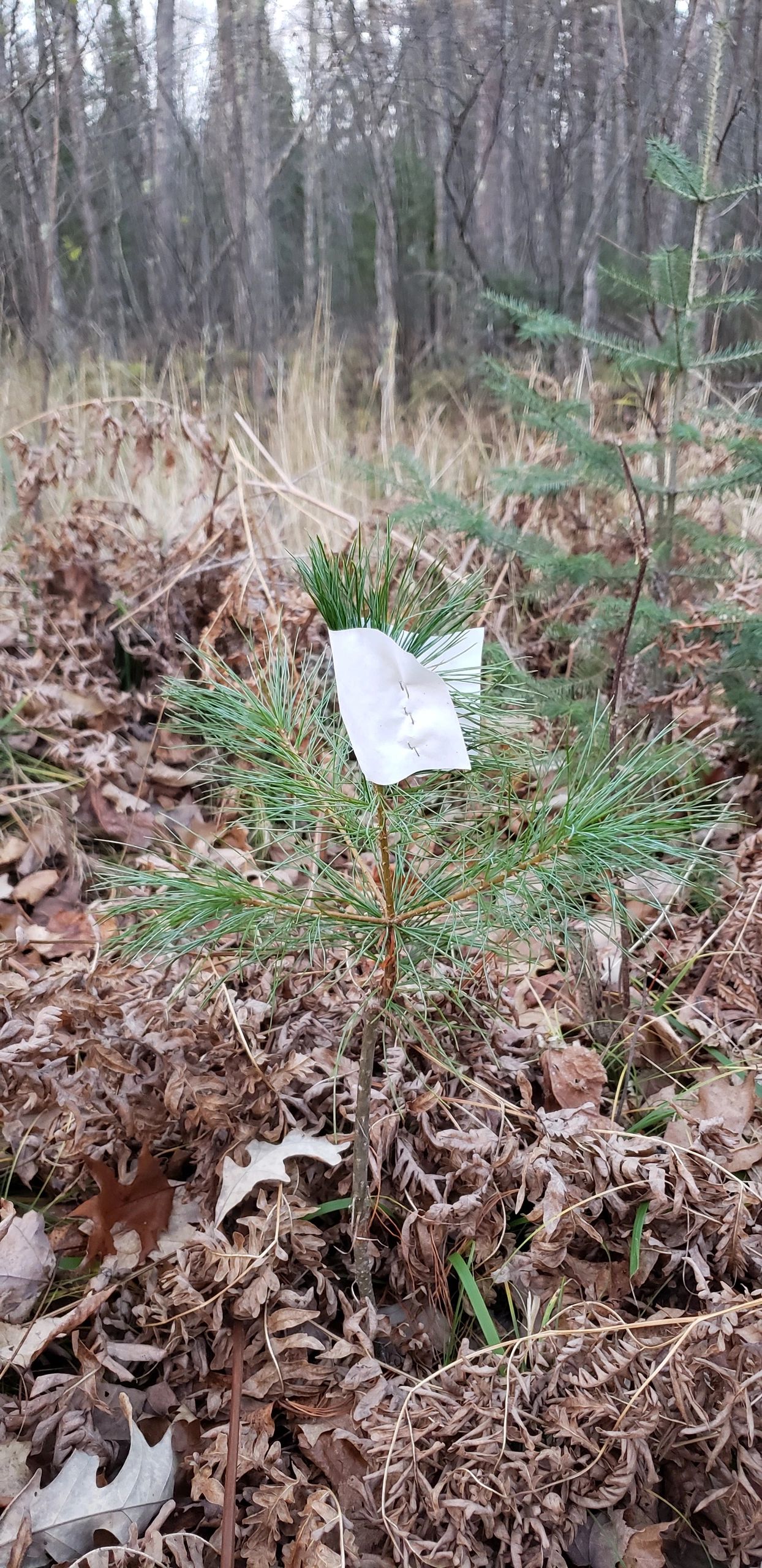 Bud Capping Refresher Course