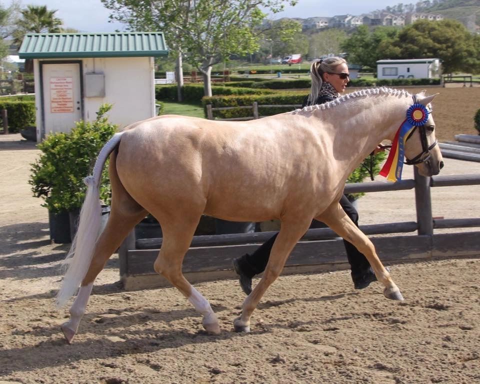 Stallions