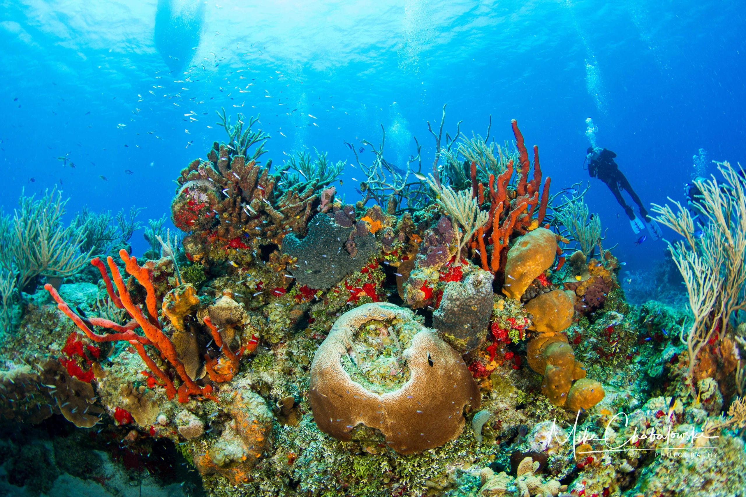 Crystal Blue Diving - Scuba Diving, Scuba, Scuba Training Center