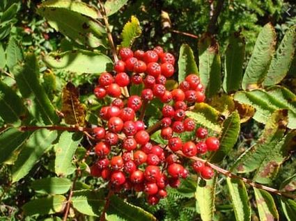 2 OZ Package - Mountain Ash Berries