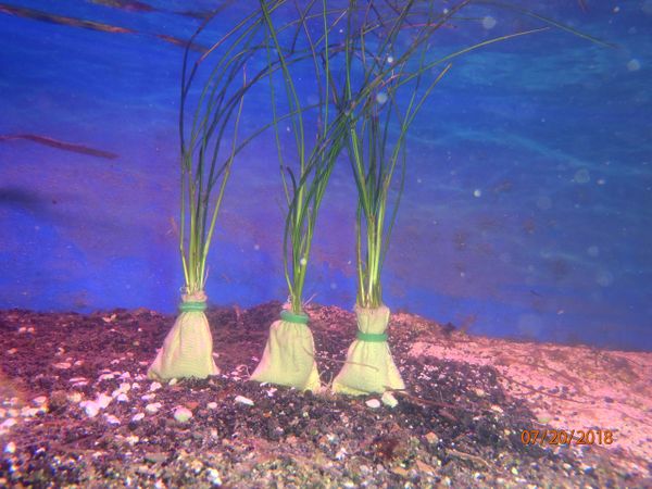 Syringodium filiforme (Manatee grass)