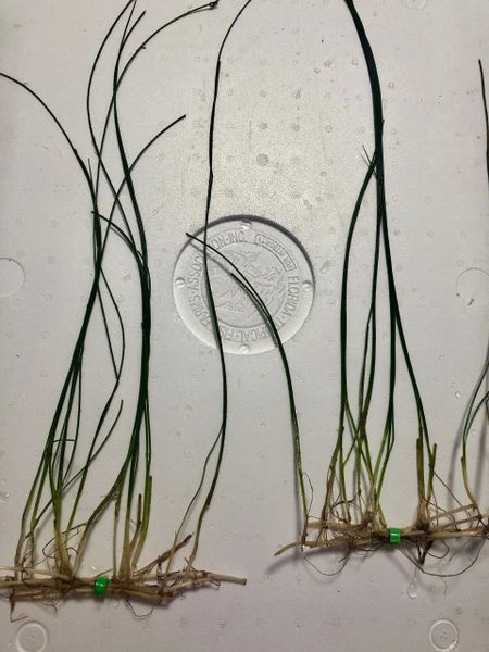 Manatee Grass Diagram Florida Manatee