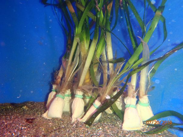 Thalassia testudinum (Turtle grass)