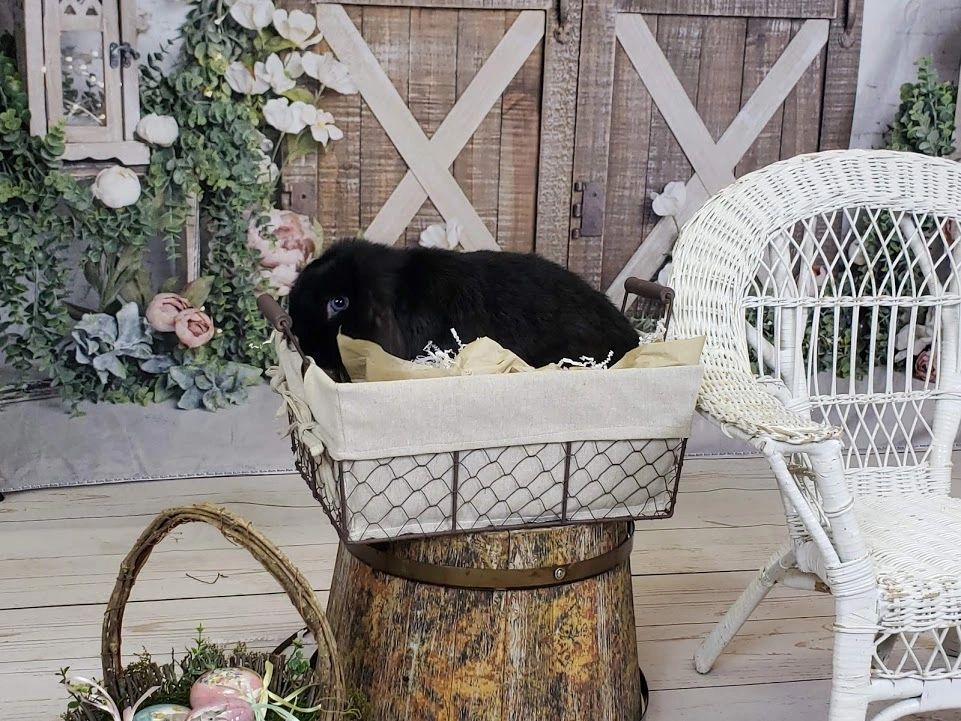 High Country Holland Lops - Bunny for Sale, Holland Lop, Rabbits