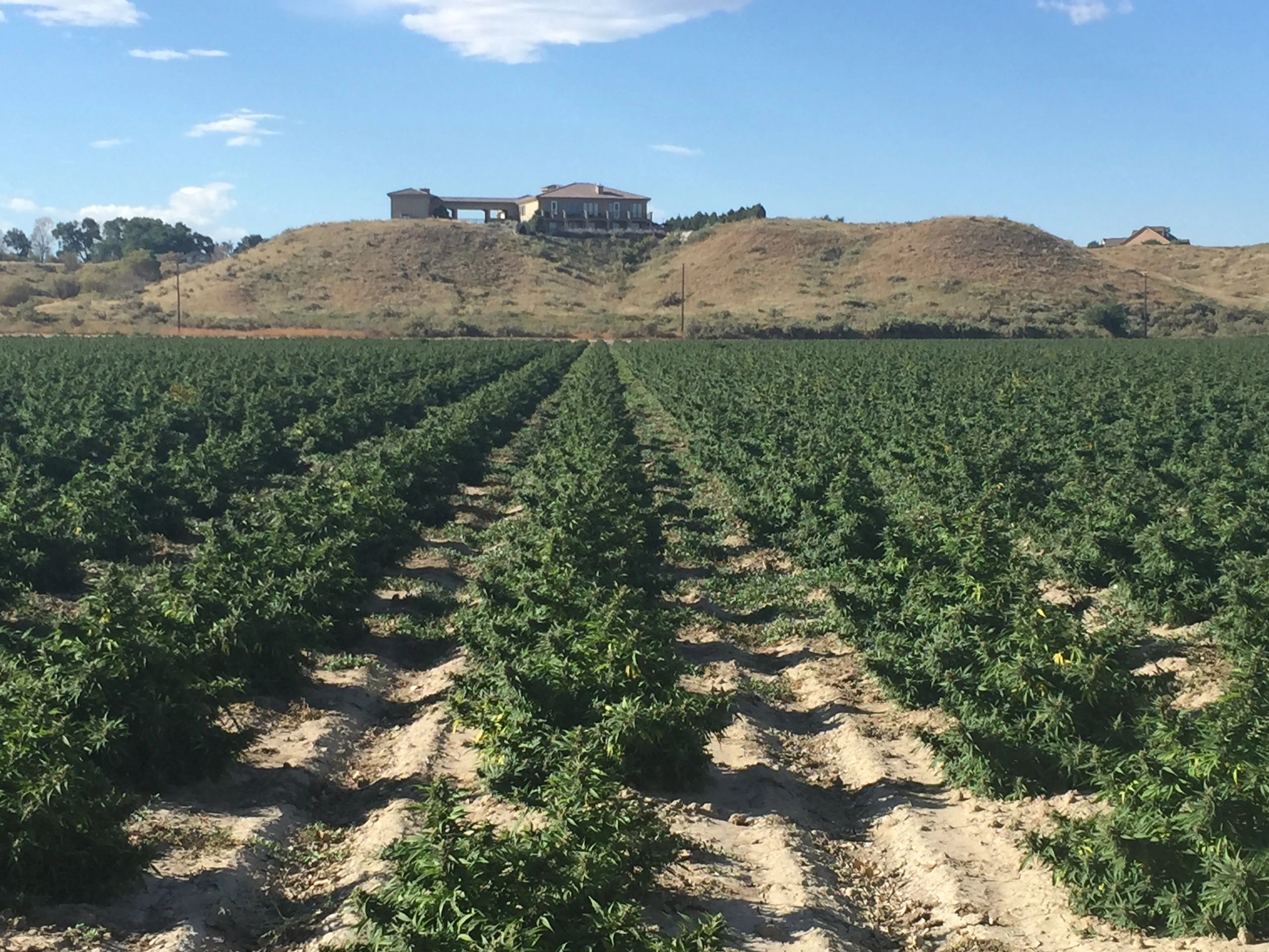 Goliath - Hemp Seed Florida | Hemp Seed Florida