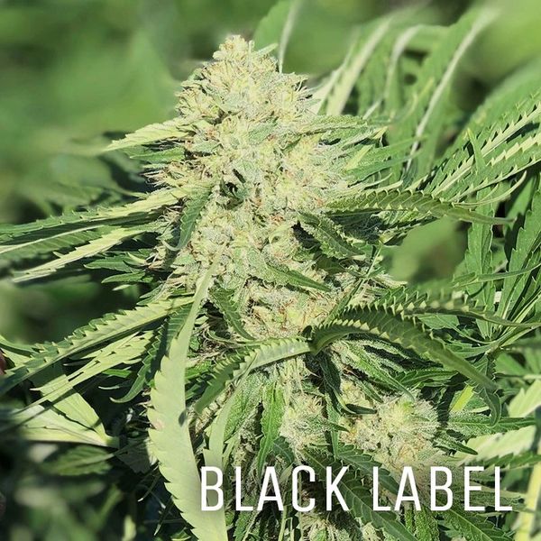 Black Label CBG Feminized Seeds