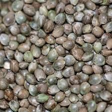 Abacus Standard Seed (Male & Female)