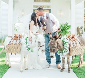Wedding Donkeys and Beer Burros - Wedding Donkey, Beer Burro