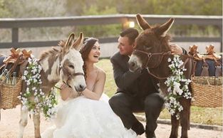 Wedding Donkeys and Beer Burros - Wedding Donkeys, Beer Burro