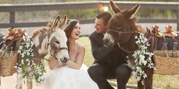 Wedding Donkeys and Beer Burros - Wedding Donkey, Beer Burro