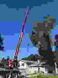 Primo Tree Experts, LLC - Tree Service, Tree Removal/Trimming