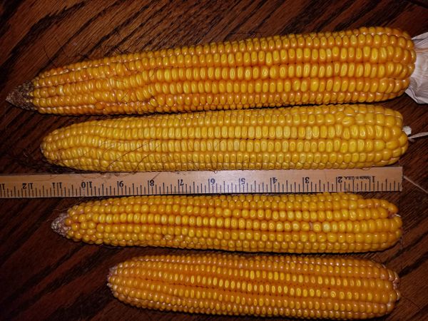 Wapsie Valley Dent Open Pollinated Corn 48 lb. Approximately 68,500 ...