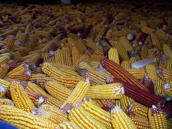 Wapsie Valley Dent Open Pollinated Corn 1 lb. @ 1,400 Seeds Plants @650 SF