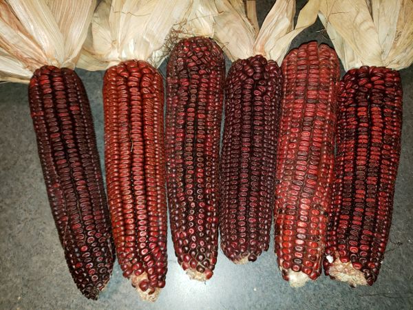 Bloody Buthcher Open Pollinated Corn 10 lb. @ 14,250 Seeds Plants @ 0.7 ...